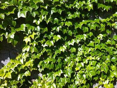 planter du lierre grimpant - Idee et astuce de la maison